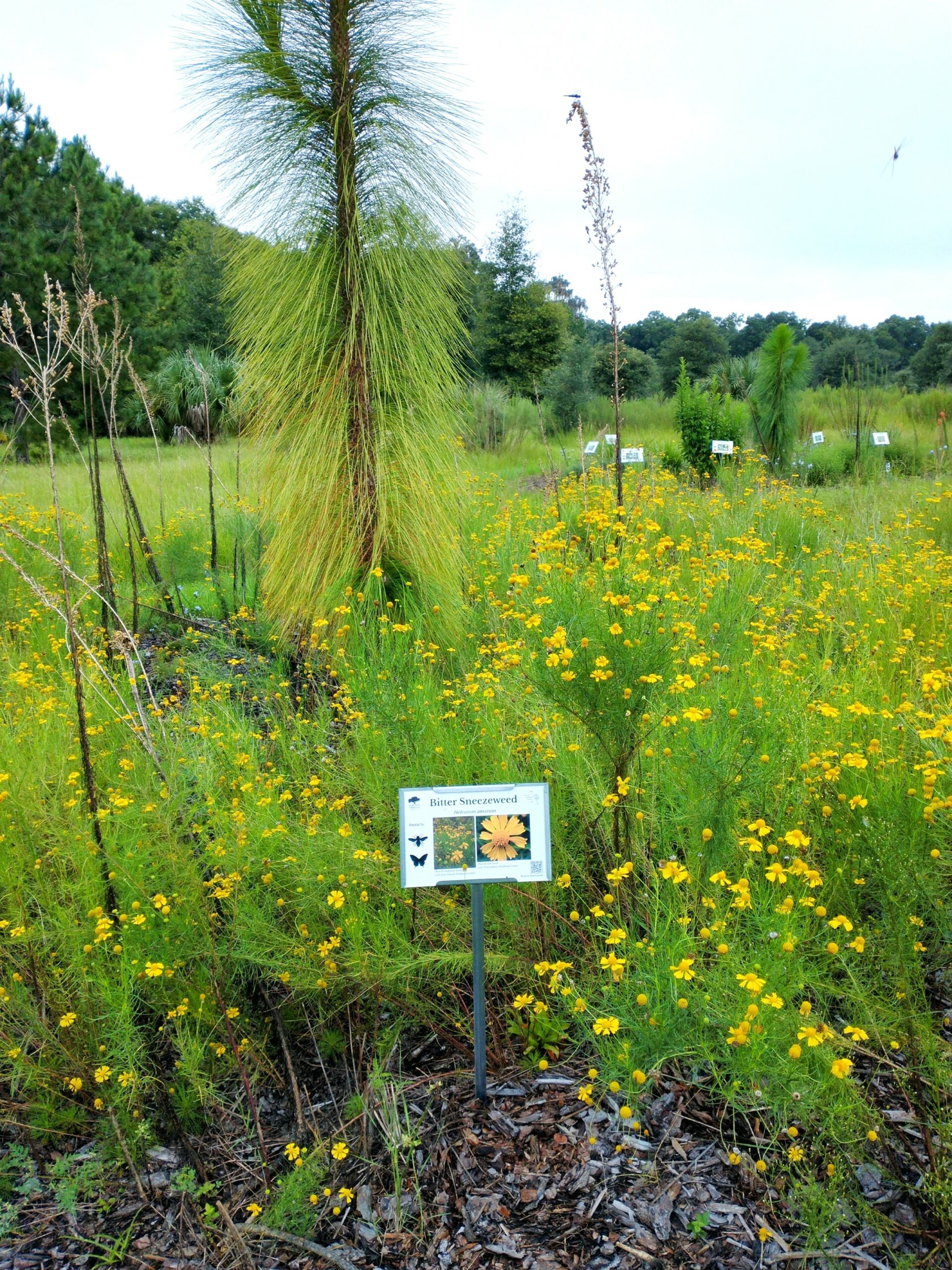 Native Plant Garden at Prairie Creek – ALACHUA AUDUBON SOCIETY